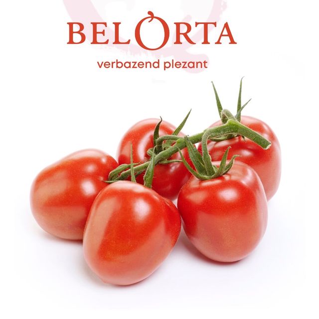 💧比利時 紅寶石帶枝番茄 Belgium Belorta Ruby Red Tomatoes on Vine | Let's Cook 煮吧！