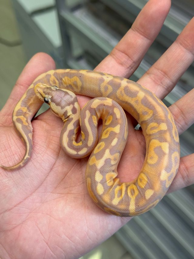 Pastel Banana Wookie het Clown 50% het Pied (YB) | Shy Reptile