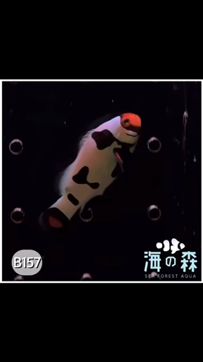 B157 | 海之森水族